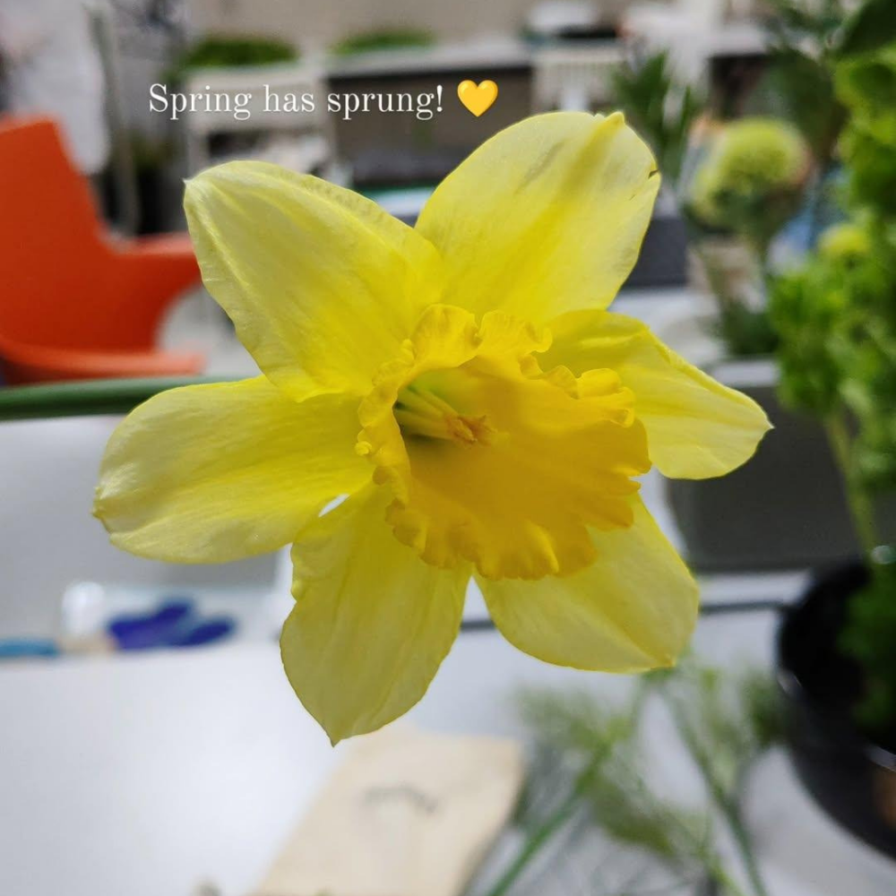 Daffodils - The Beautiful Blooms That Kill